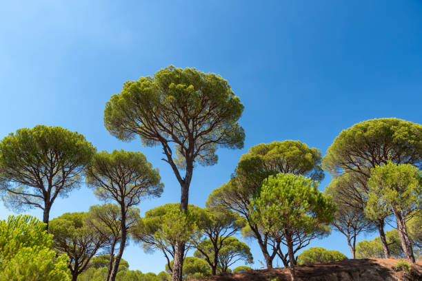 Tout savoir sur le Pin maritime : cycle de vie, sylviculture et ...